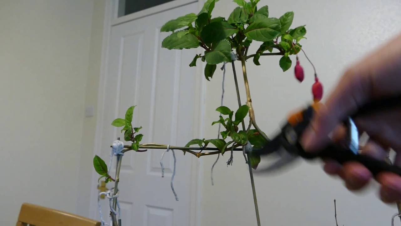Re-pruning My Standard Fushia