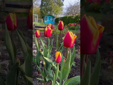 Blushing with beauty, this red tulip is a true symbol of spring 🌷 🌷