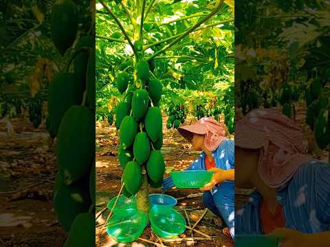 Raw Papaya Milk Extraction for Medical Use #farmingtech @HappyFarm85