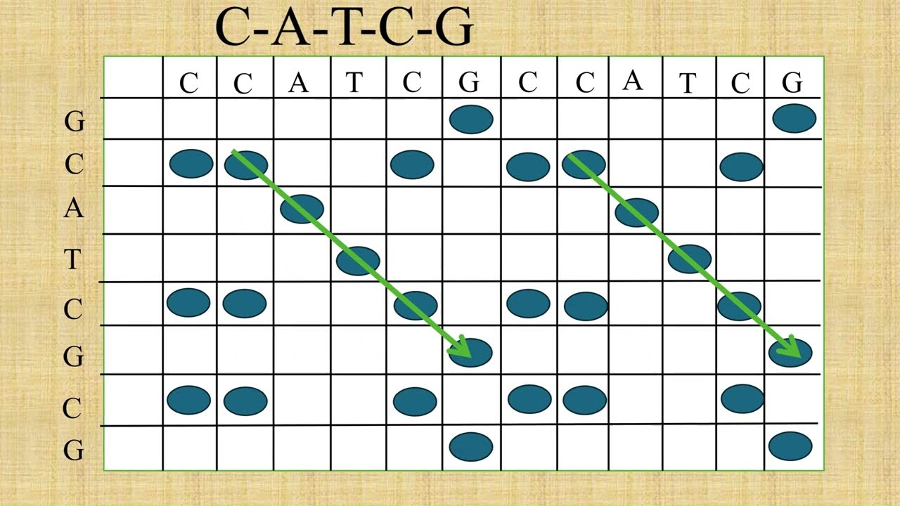 Dot Plot Matrix Made Easy | Visual DNA Sequence Alignment | Solved Example