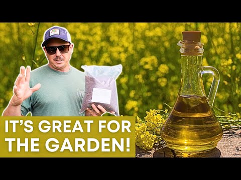 Is Canola Really That Bad?