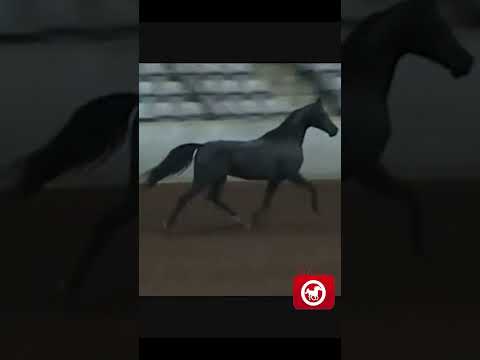 Arabians at Liberty