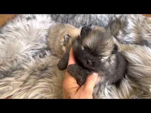 Tiny Pomeranian puppies in California, candicoloredpoms.com