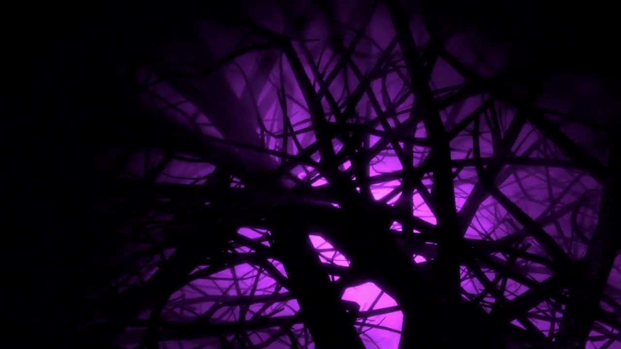 Purple Eerie Fog Trees Halloween 4K Motion Background Wallpaper Screen Saver