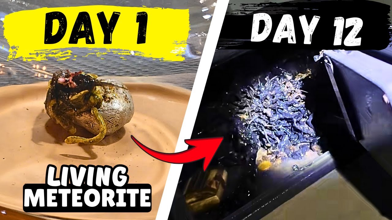 Panama Meteorite Growing Tentacles | Is It ALIEN?! (Eng Dub)