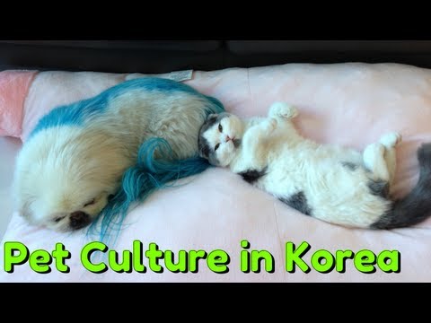 TL;DR - Pet Culture in Korea