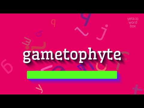 How to say "gametophyte"! (High Quality Voices)