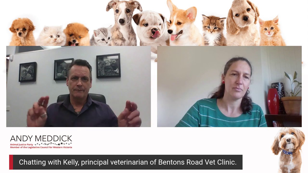 Interview with Kelly, principal veterinarian Bentons Road Vet Clinic