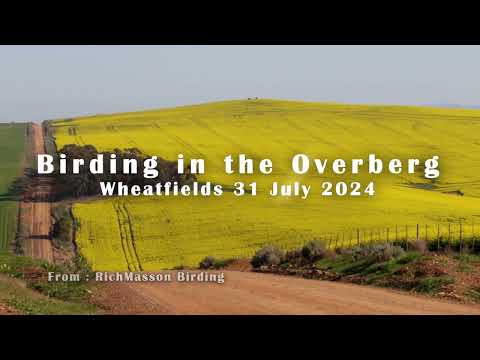 Birdwatching in the Overberg. Wheatfield Birding 31 July 2024