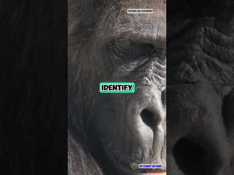5 Fascinating Facts About Mountain Gorillas ๐ฆ | The Gentle Giants of the Jungle!