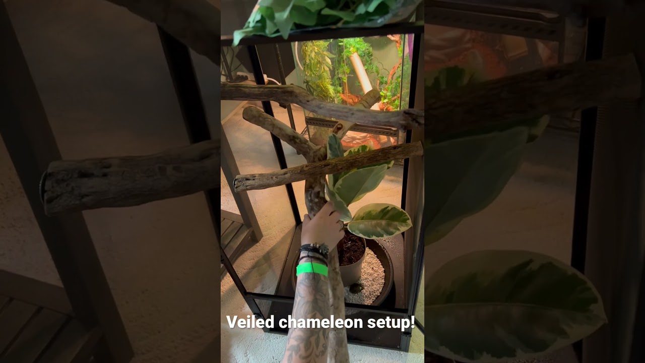 Building a veiled chameleon enclosure!#veiledchameleon#reptiles#shorts