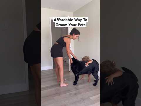 Affordable & Easy Pet Grooming #sponsored #petgrooming #doggroomingtips #oneisall