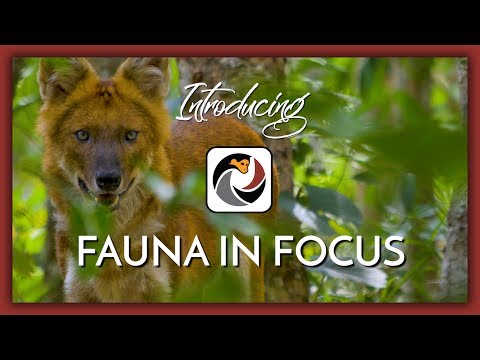 Introducing Fauna in Focus (English)