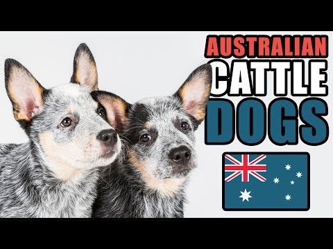 6 Facts About The Australian Cattle Dog | Talkin' Dogs List Show