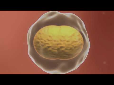 Video Animasi Proses Fertilisasi (pembuahan)