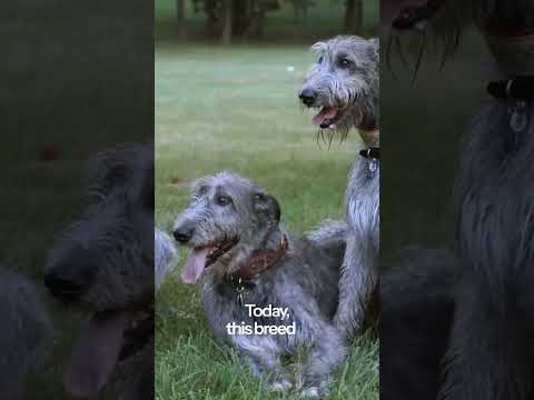 The Majestic Irish Wolfhound From Battle Companions to Beloved Family Pets.