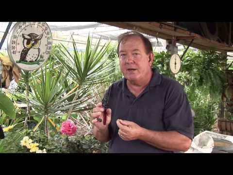 How to Tell If a Rose Bush Is Alive or Dead