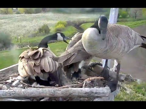 Mom Goose repelling boarder! Explore.org 10 MAy 2020