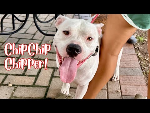 Dog for adoption - Chipper so sweet and gentle is a very good doggo!, a ...