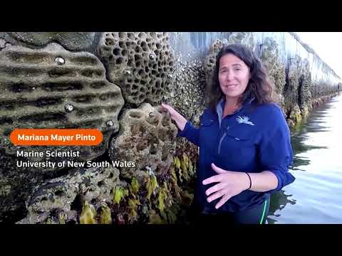 Rebuild Marine Eco Systems With A Living SeaWall - GlobalGiving