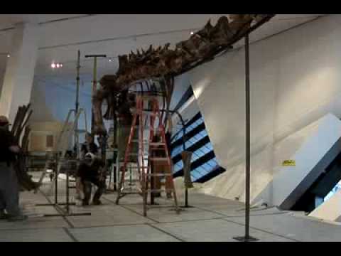 Royal Ontario Museum Showcases the Return of Dinosaur Gallery ...