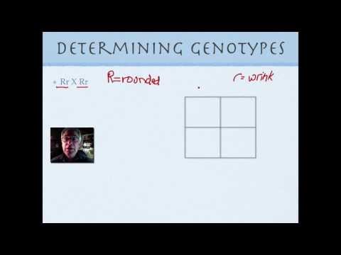 Genetics for Beginners Part 1