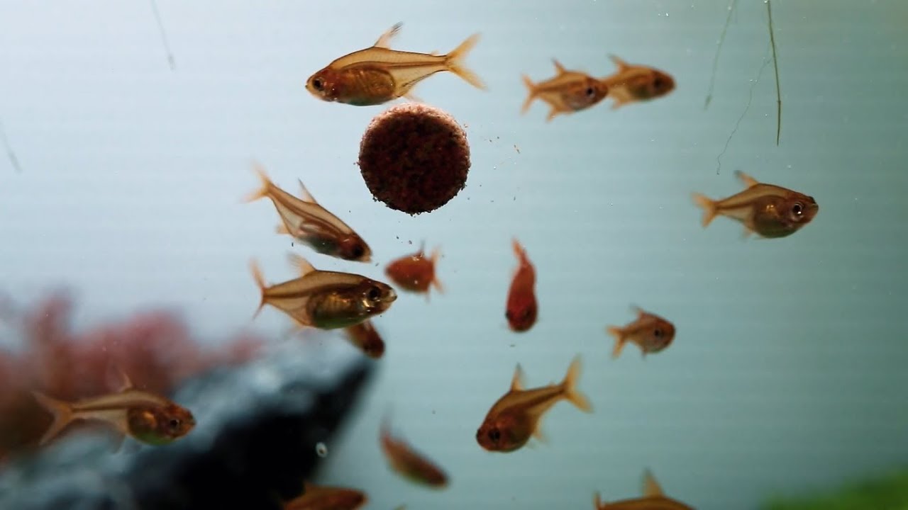 Ember Tetra • Care Guide (Tank Setup, Mates, Breeding)