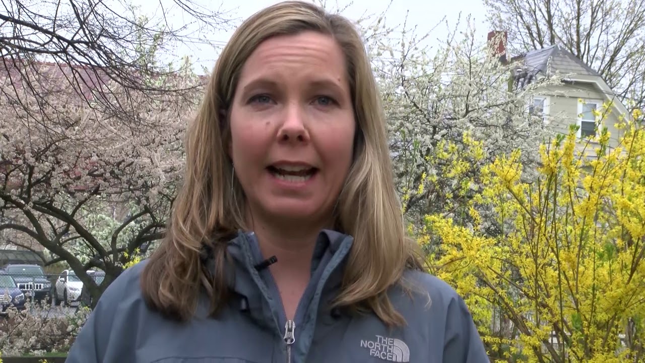 Arbor Day Tree Pruning