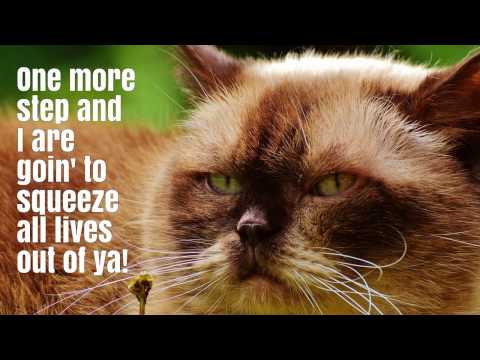 Catilicious Grumpy Cats Pics - Funny Cat Memes with Priceless Cat Reactions 2