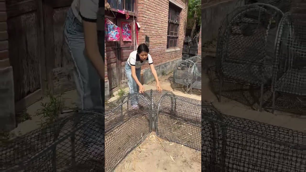 Unique Tunnel Chicken Farming 😍🐔 | Best Rural Poultry Setup Ever 🚜✨ #chicken #villagelife #birds