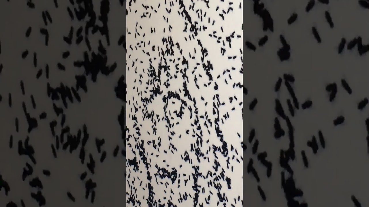 Digital Flies Portraying Visitors