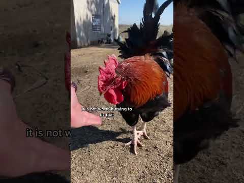 Mean Roosters can be caused by a few things