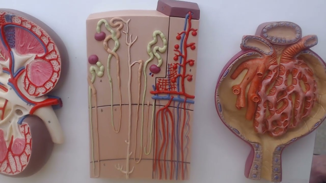kidney nephron renal corpuscle model review for pr