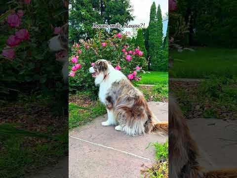 “He Smiles on Command 😄 | Smart Australian Shepherd”