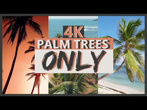 4K PALM TREES on the BEACH Scenery | Cinematic Tropical Video of Palm Trees from Around the World