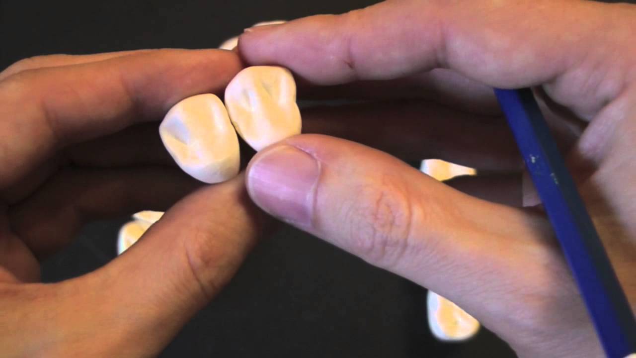 Tooth Morphology: Identifying the Adult Dentition