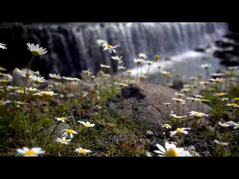 Download Free Flower Stock Videos & Footage 3