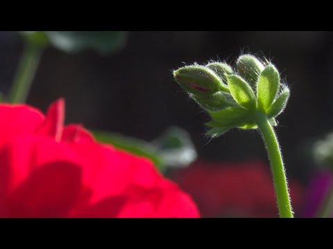 Zurück zur Natur: Blumenschmuck anders