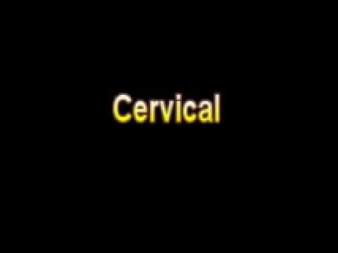 What Is The Definition Of Cervical Medical Dictionary Free Online