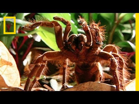 World's Biggest Spider Devours Mouse | National Geographic