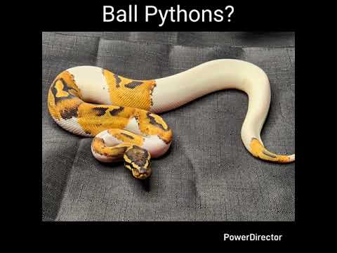 #reptiles #reptile #capcut #fy #fyp #trending #snakes #pet #pets #python #pythons #snake #nature #la