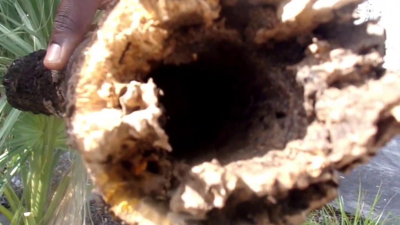Formosan Subterranean Termites on the Move