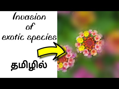 Invasion of exotic species in tamil