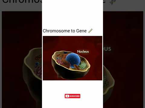 From Chromosome to Gene: Understanding the Basics! 🧬 | Genetics Made Simple