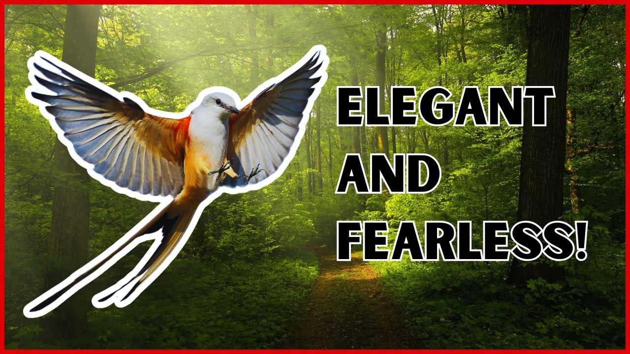Scissor-Tailed Flycatcher: The Sky’s Most Graceful Warrior!