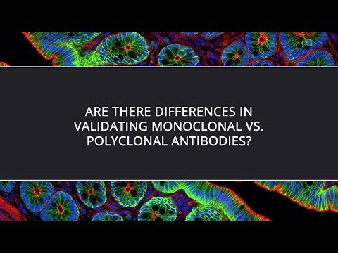 Are There Differences in Validating Monoclonal vs. Polyclonal Antibodies?