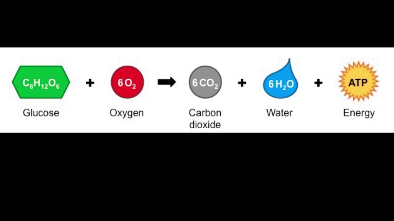 Cellular Respiration Equation Explained