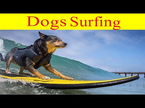 Dog Surfing | Amazing Facts #shorts