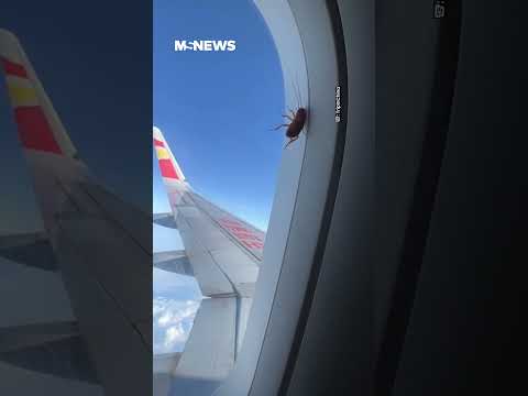 Cockroach Clings Onto Window For 3 Hours On China Southern Airlines