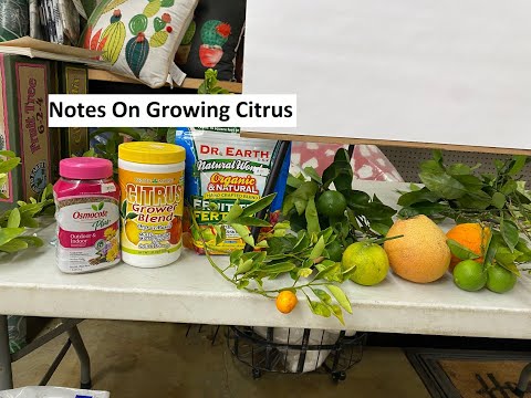Notes On Growing Citrus
